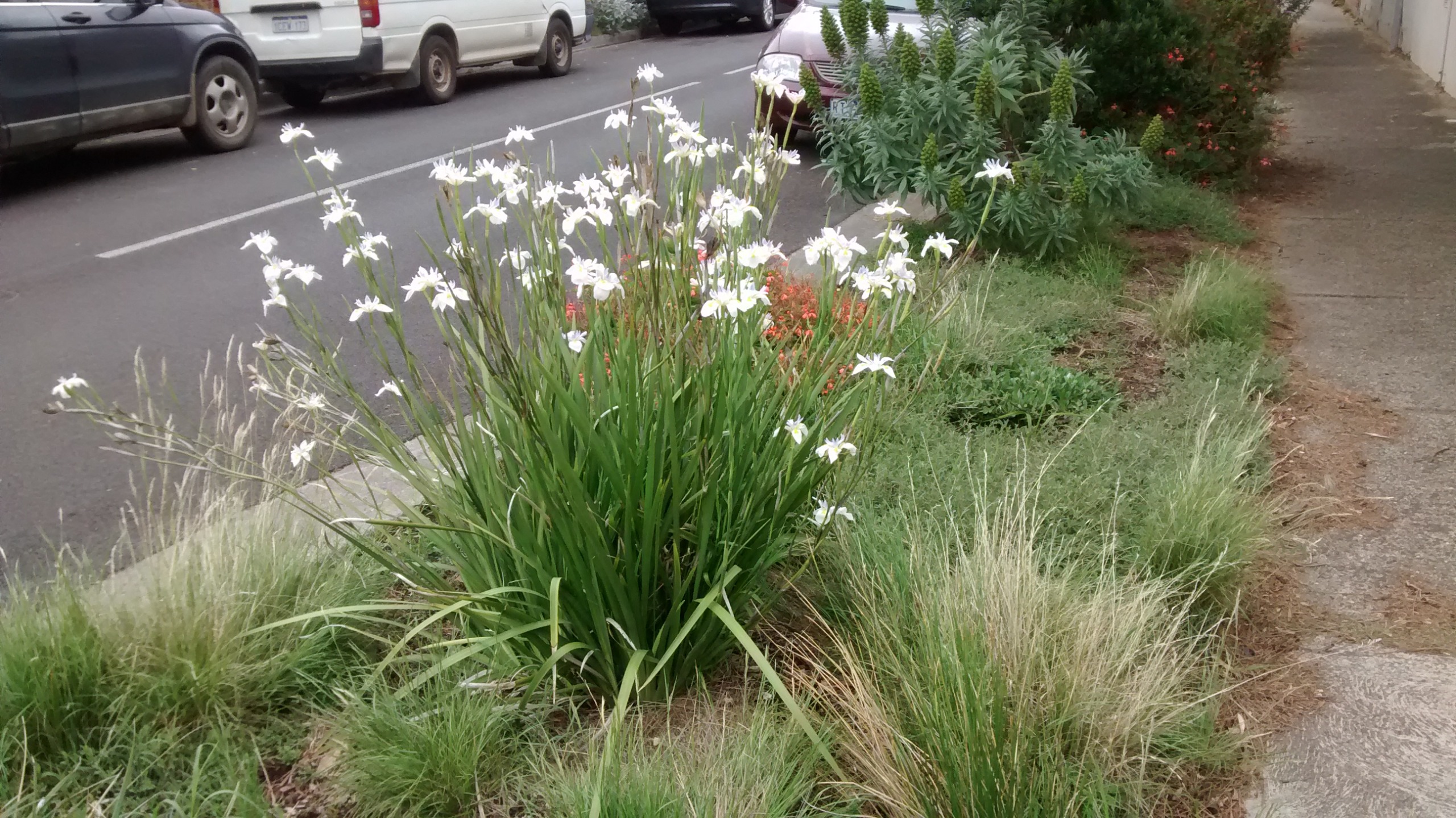 Draft Nature Strip Landscaping Guidelines | Your Say Moonee Valley